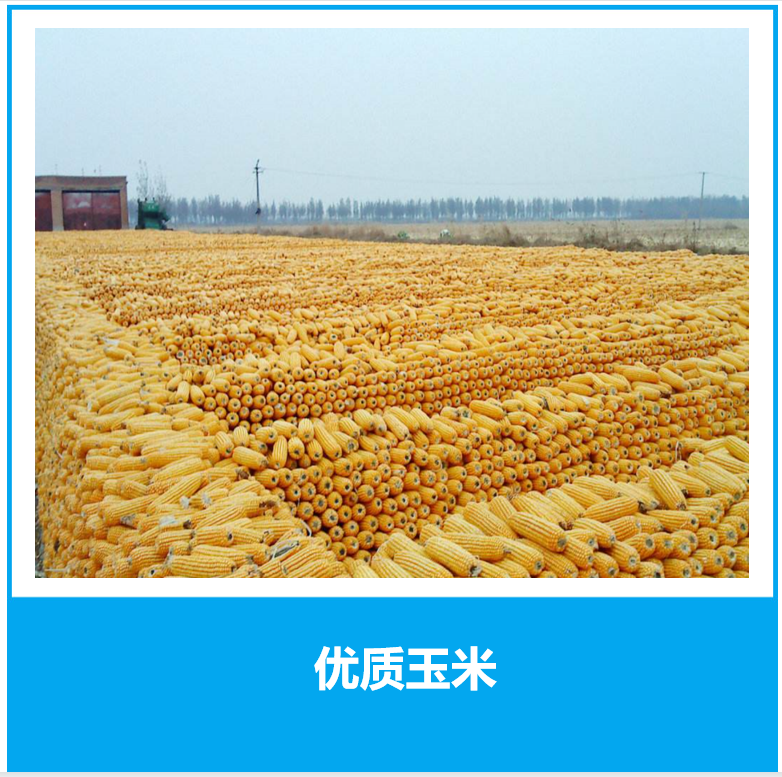 2021玉米（二等）_饲料_饲料原料_玉米原料_开原市佰粮高新农业发展有限公司_农信商城