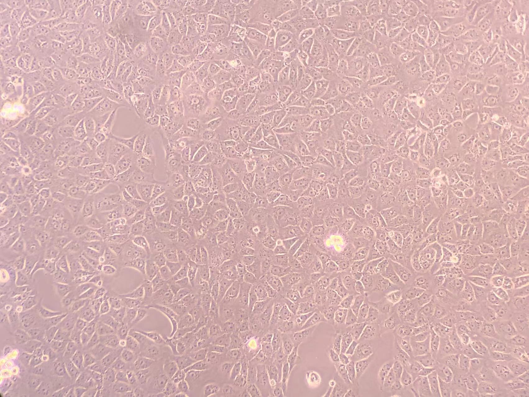 非洲绿猴肾细胞（VERO-E6）_动保_疫苗_疫苗生物原料_北京科牧丰生物制药有限公司_农信商城